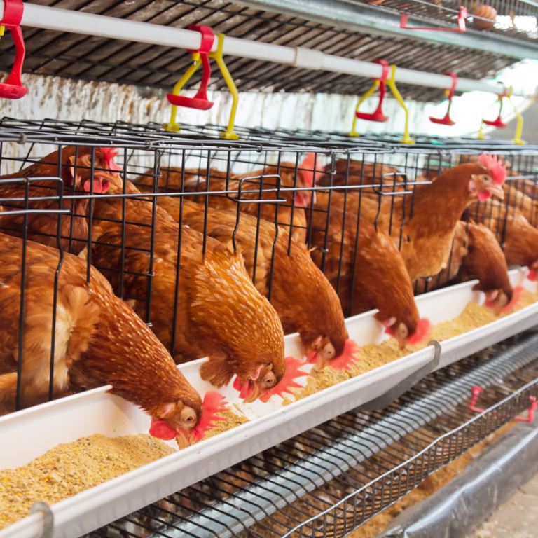 Agoraindia – One Stop Farmer Solution